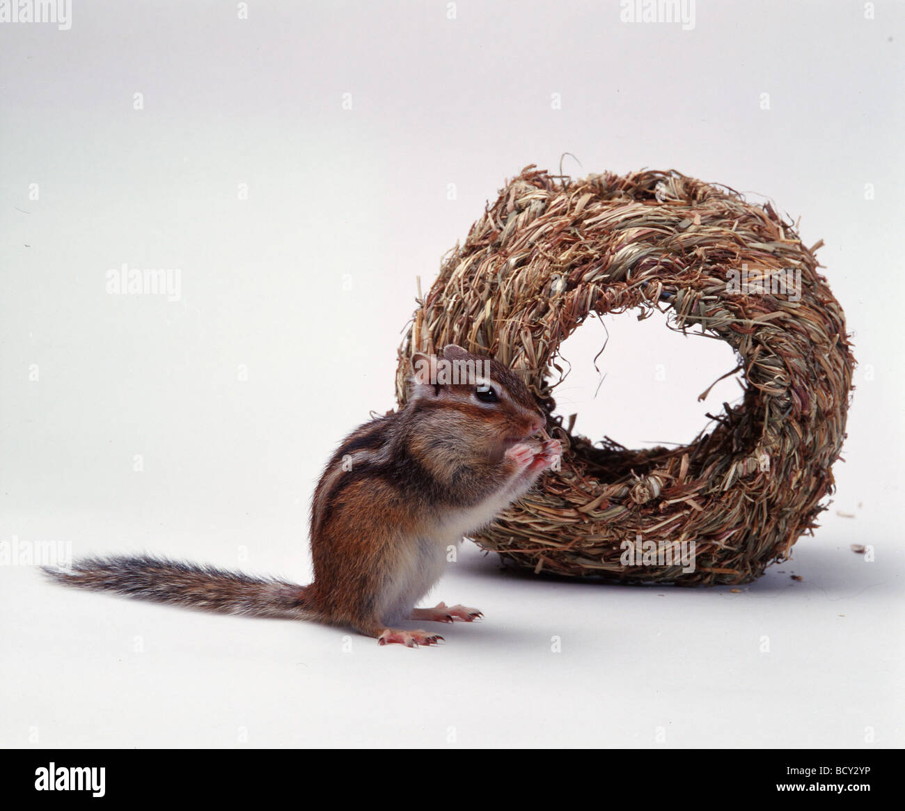 Chipmunk nest hi-res stock photography and images - Alamy
