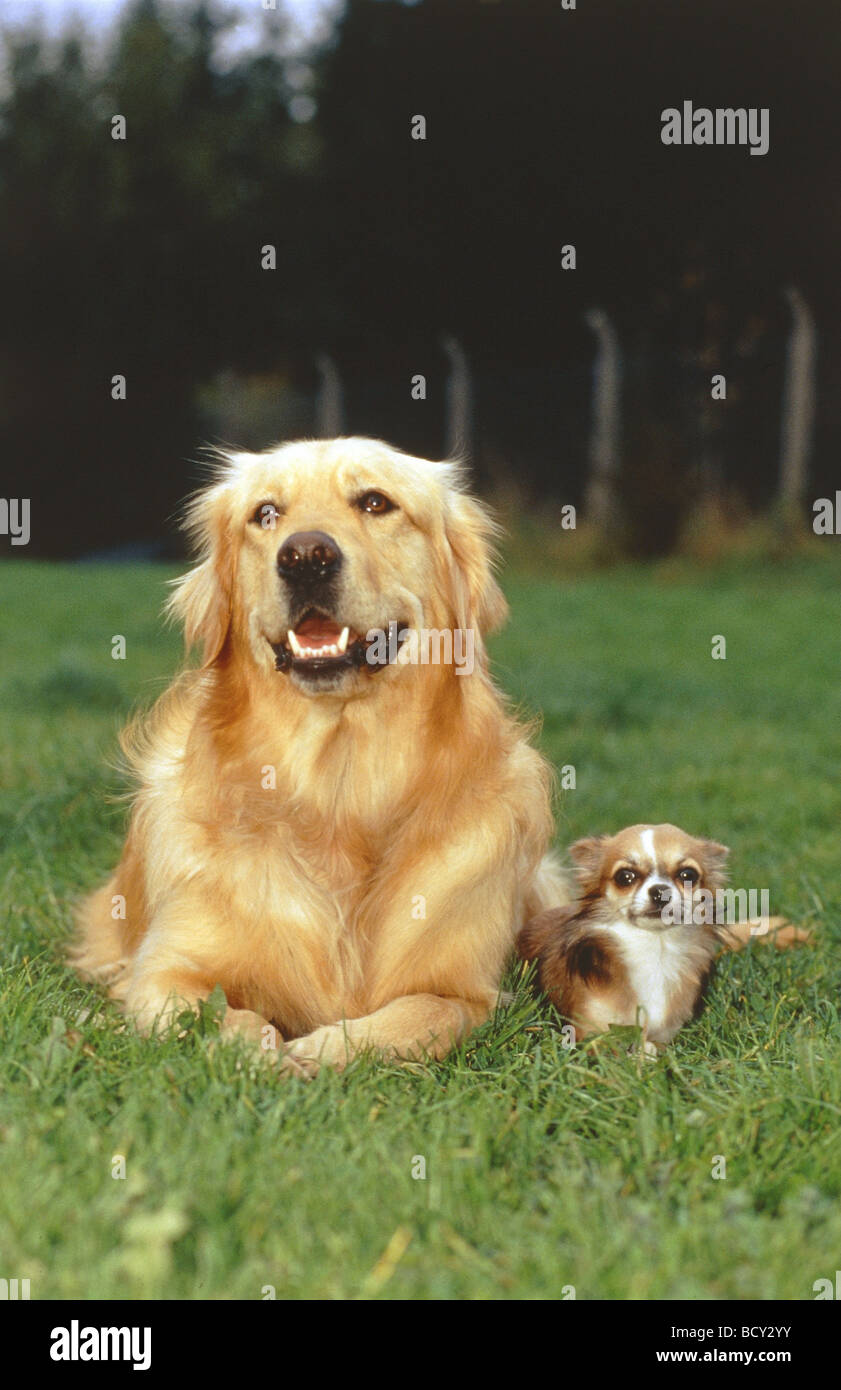 Various small dogs hi-res stock photography and images - Alamy