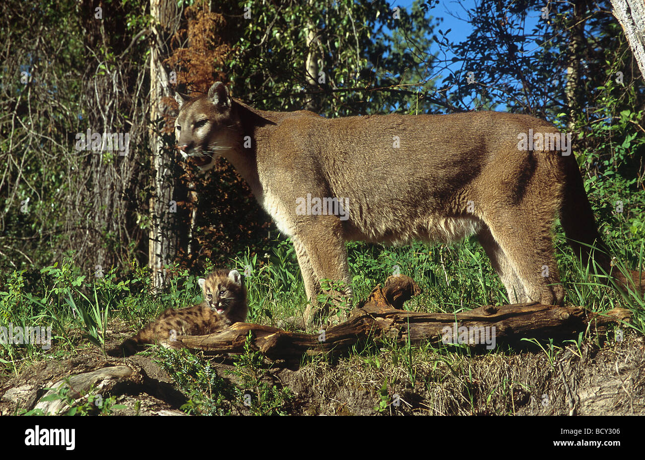 Felis concolor / Puma concolor / cougar , mountain lion Stock Photo - Alamy