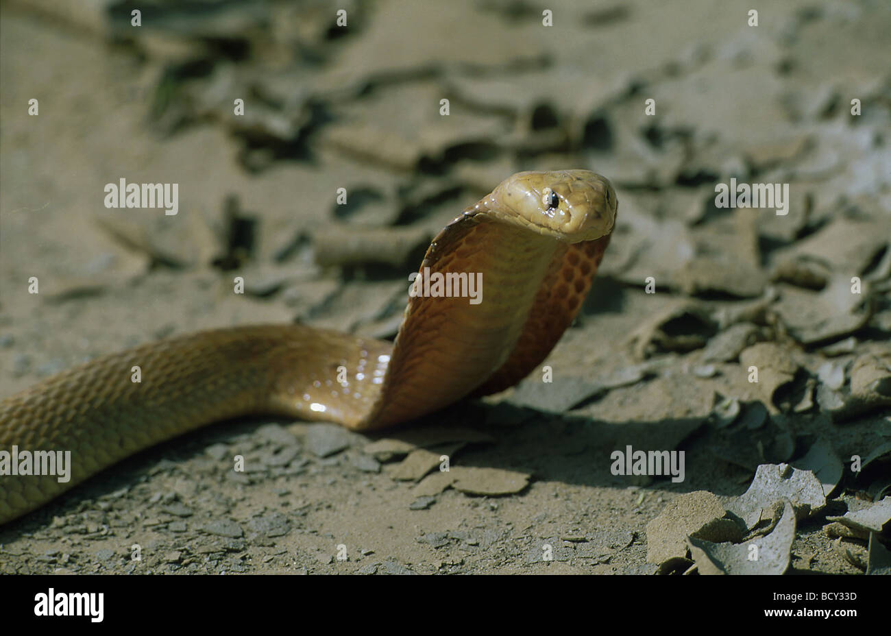 naja nivea / cape cobra Stock Photo - Alamy