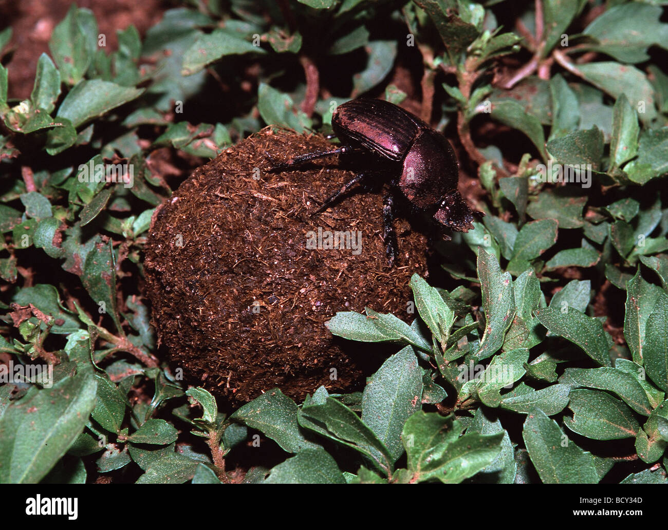 Sacred scarab beetle hi-res stock photography and images - Alamy