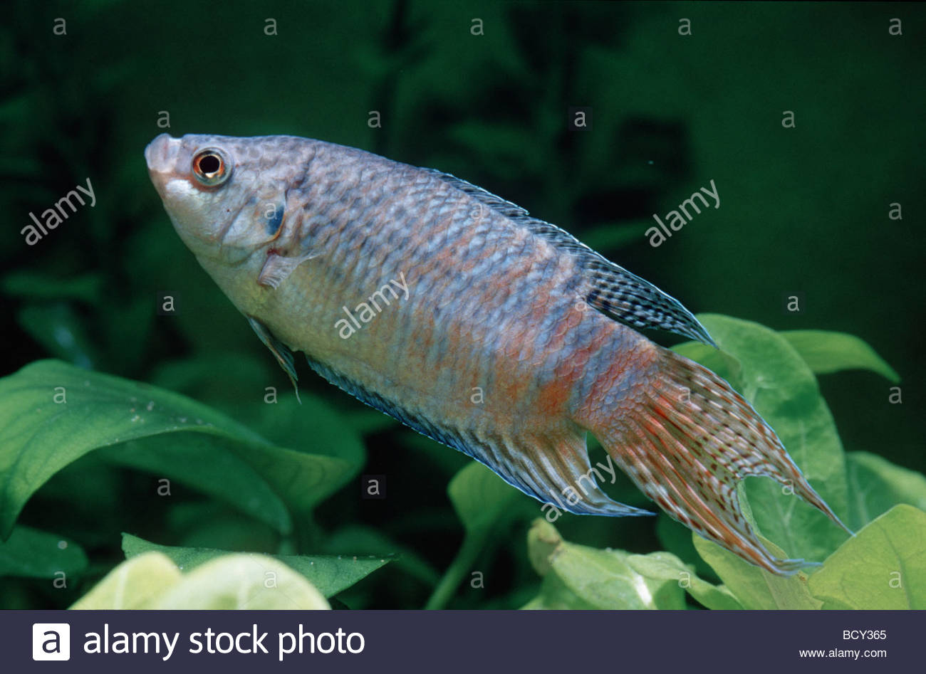 Macropodus Stock Photos & Macropodus Stock Images - Alamy