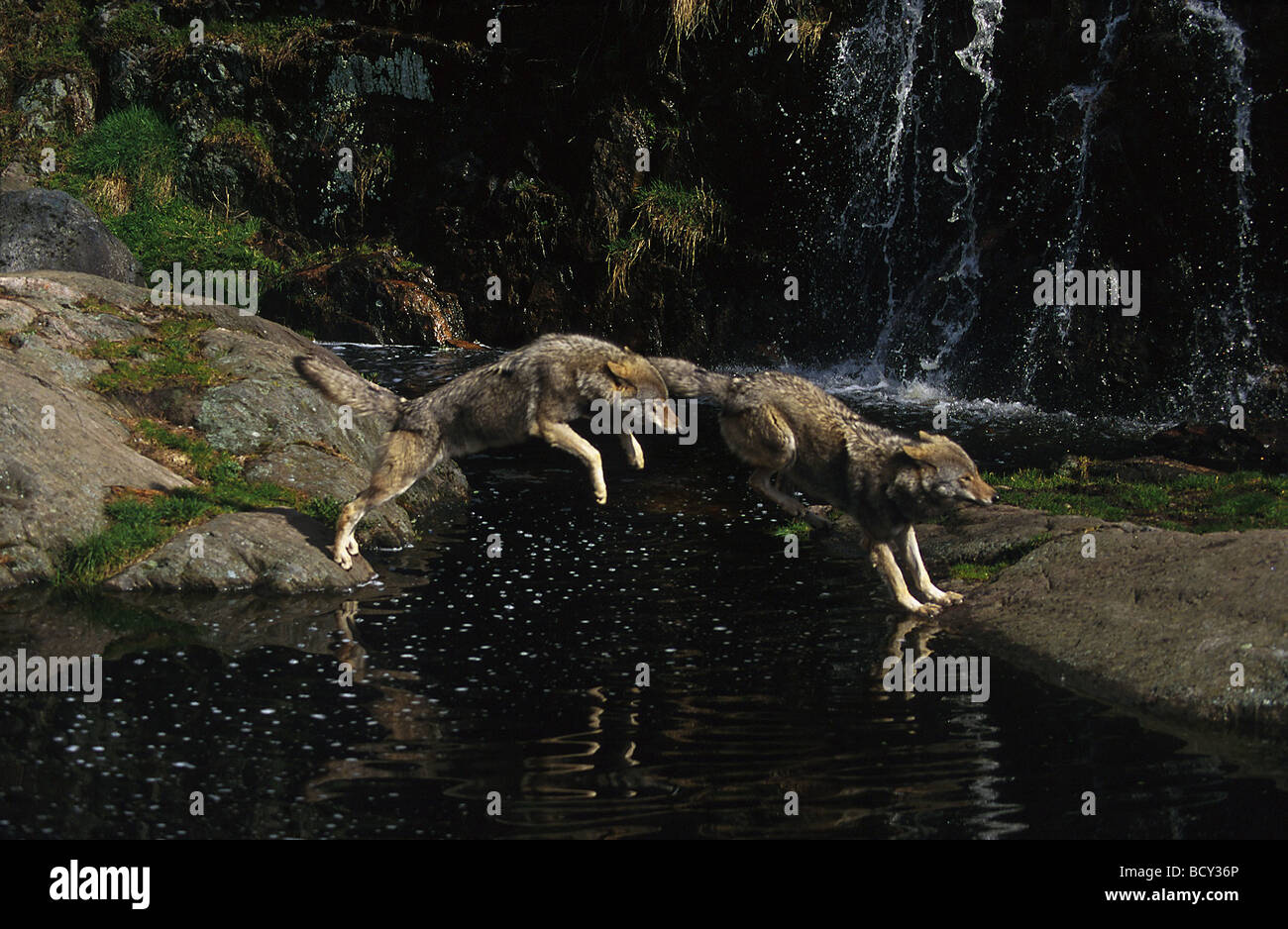 Leaping wolf hi-res stock photography and images - Alamy