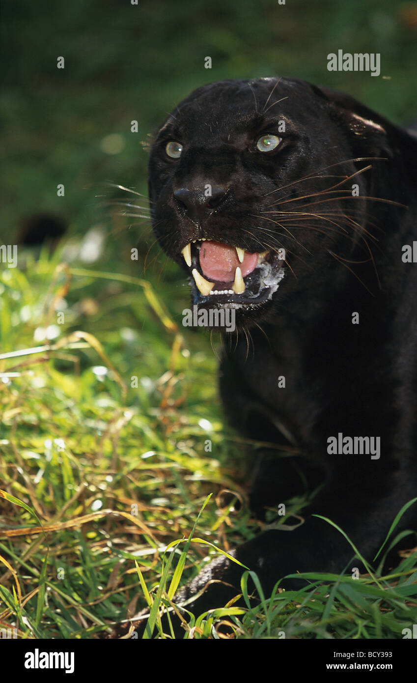 Black Panther Panthera Pardus Portrait High Resolution Stock ...