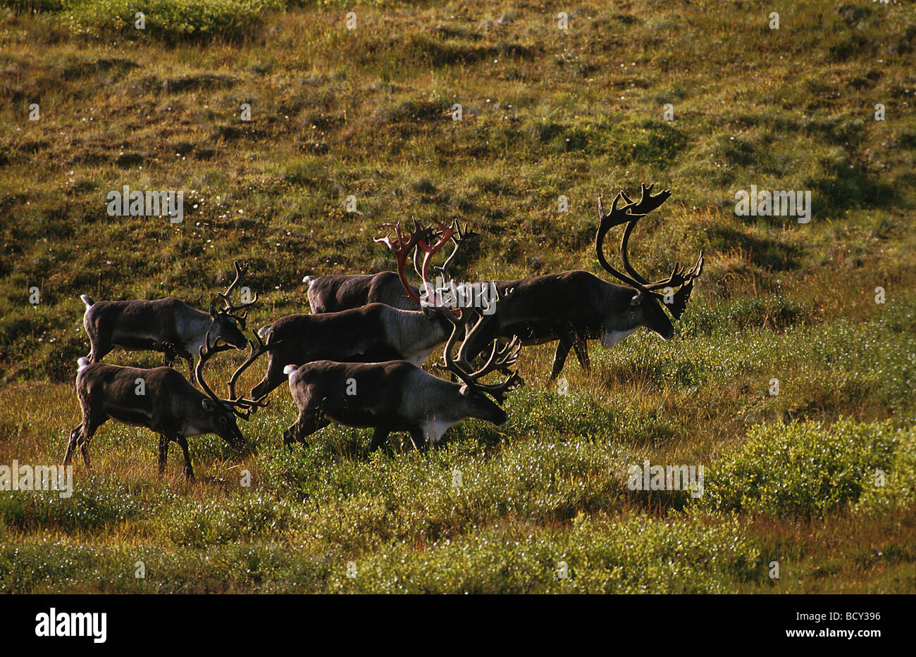 rangifer tarandus / caribou , reindeer Stock Photo - Alamy