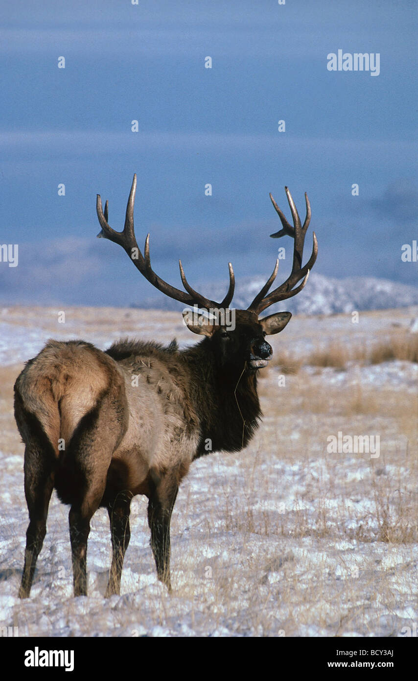 cervus canadensis / elk Stock Photo - Alamy