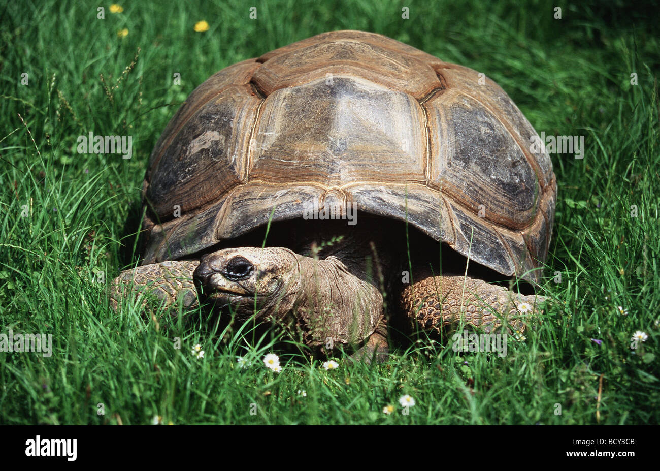testudo elephantopus / Galapagos giant tortoise Stock Photo - Alamy