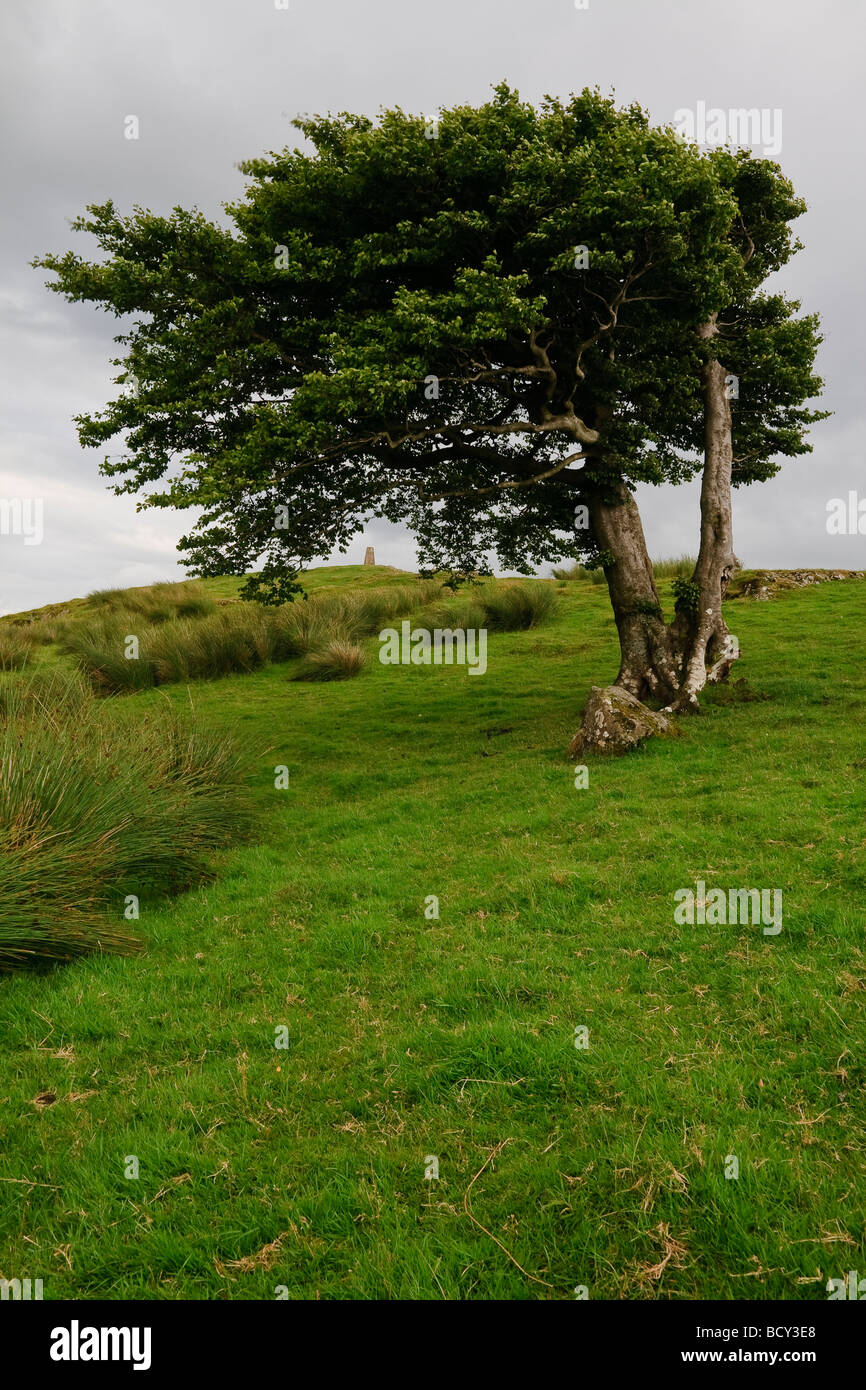 View of wind swept tree at top of Loudoun hill with triangulation ...