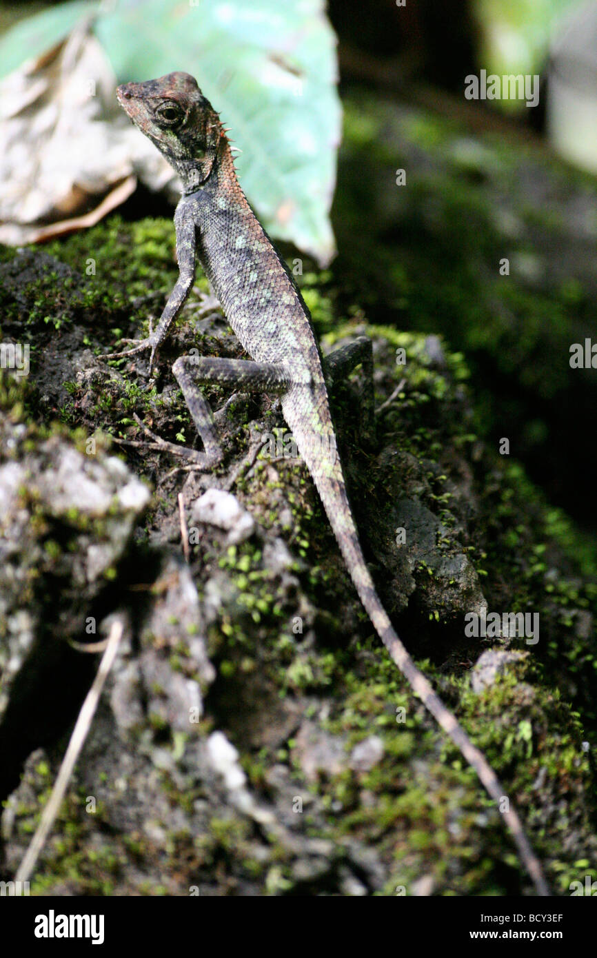 A Roux's Forest Calotes (Calotes rouxii) lizard bask on a rock in the ...