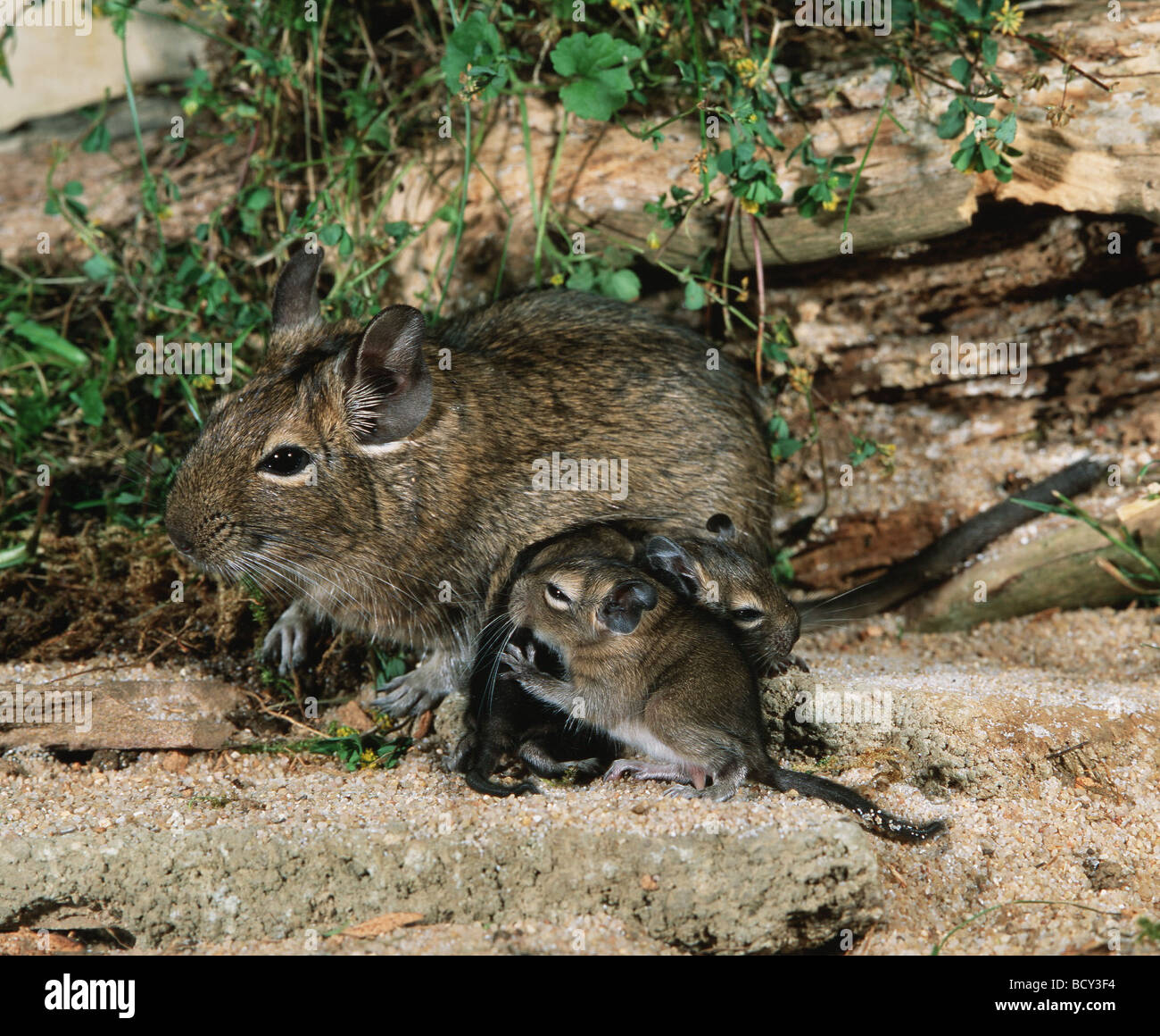 Octodon spp. / Degu - with two young ones Stock Photo - Alamy