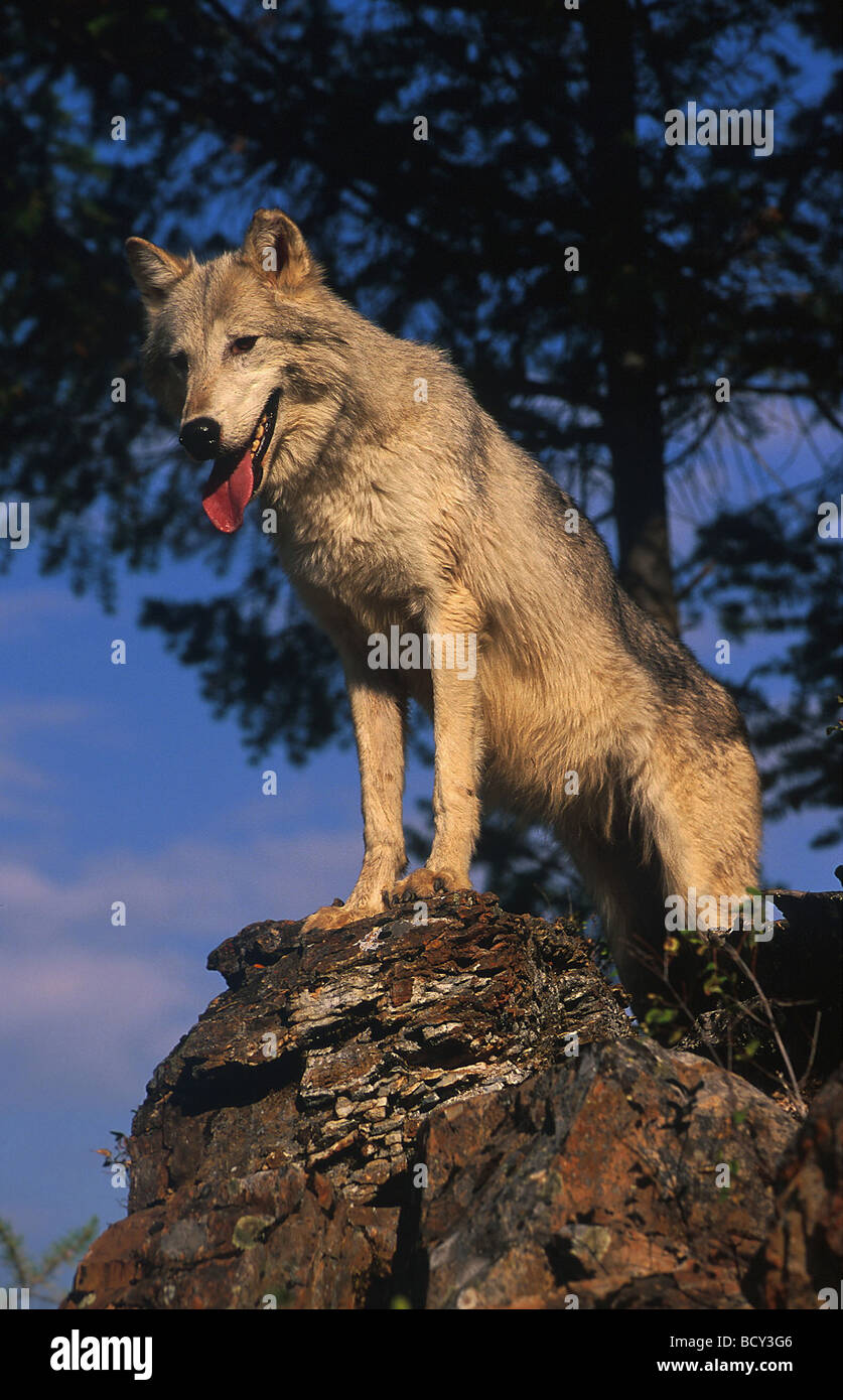 Grey wolf standing on rocks hi-res stock photography and images - Alamy