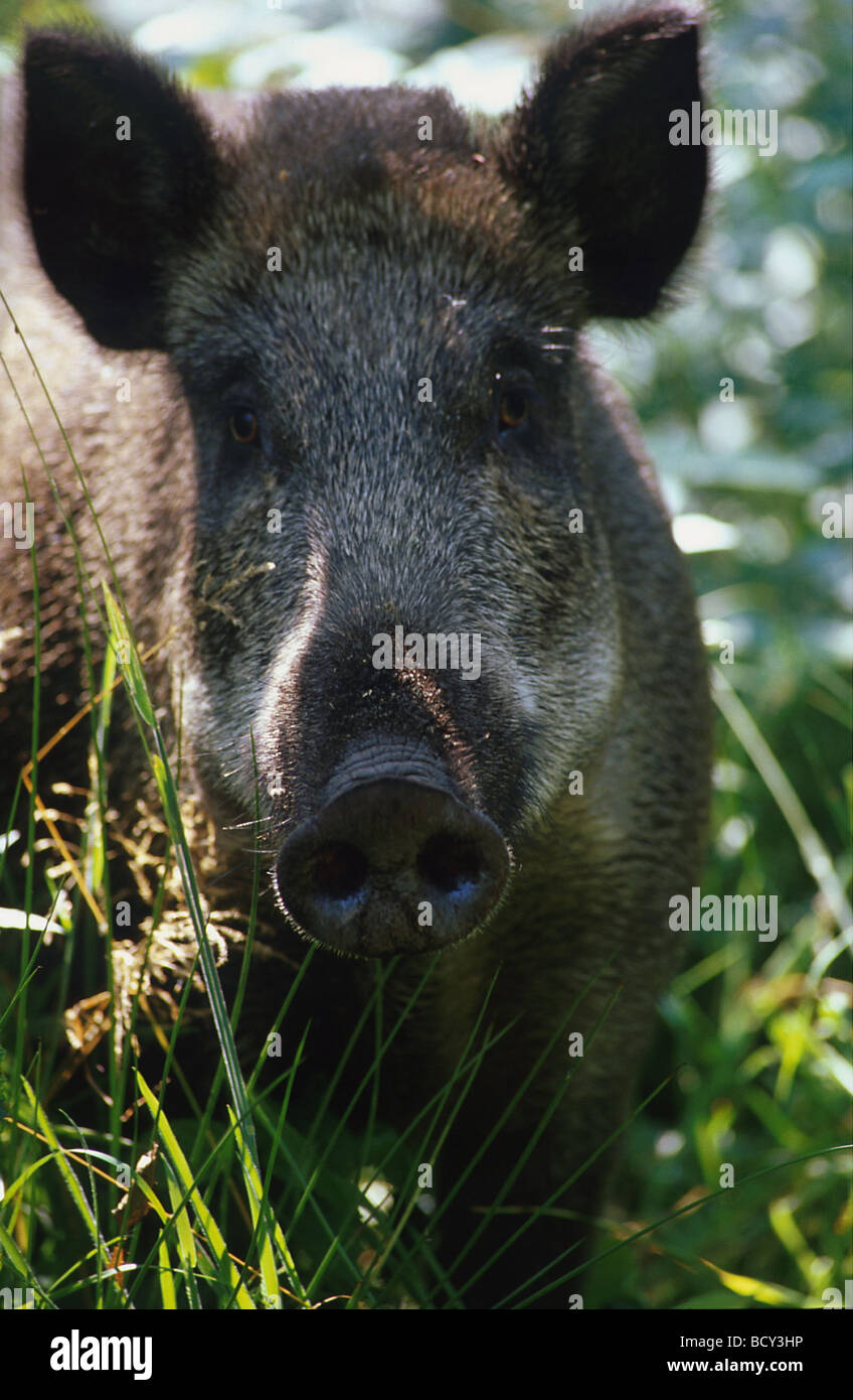 sus scrofa / wild boar Stock Photo - Alamy