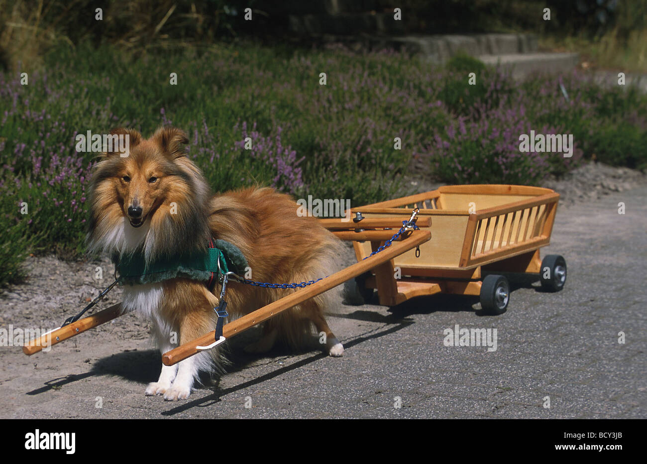 Dragging dog hi-res stock photography and images - Alamy