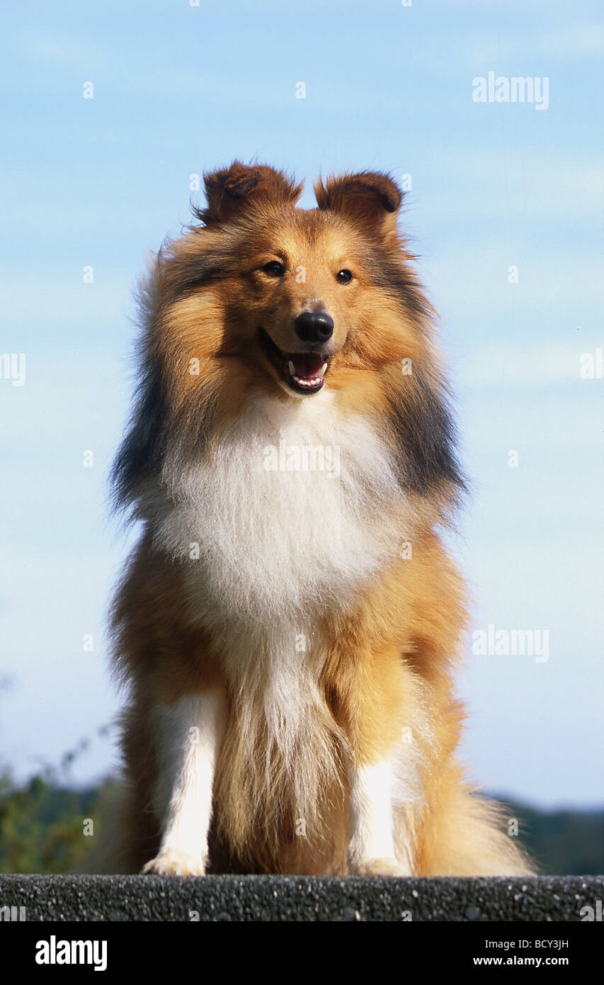 Shetland sheep dogs hi-res stock photography and images - Alamy