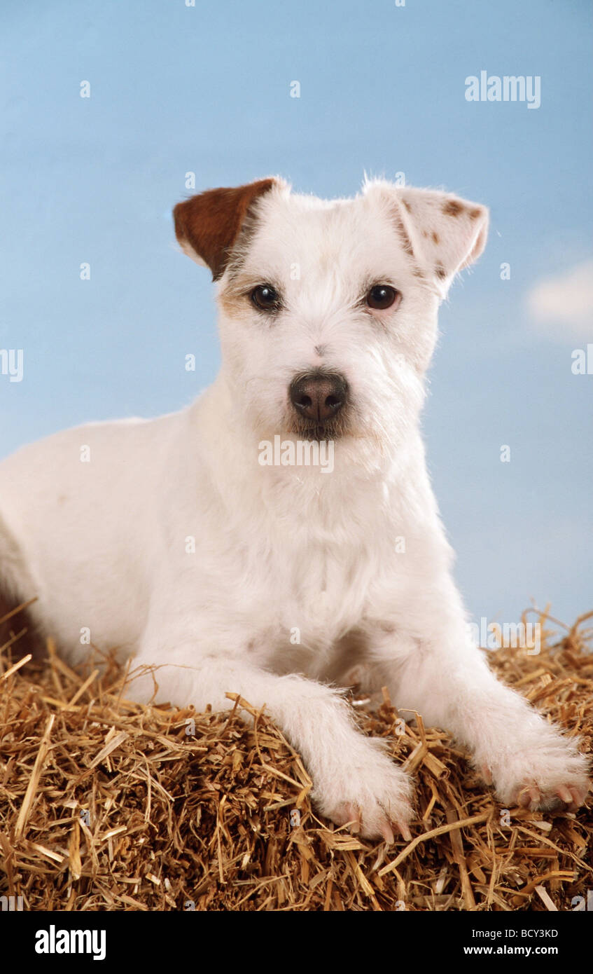 dog lying on straw Stock Photo - Alamy