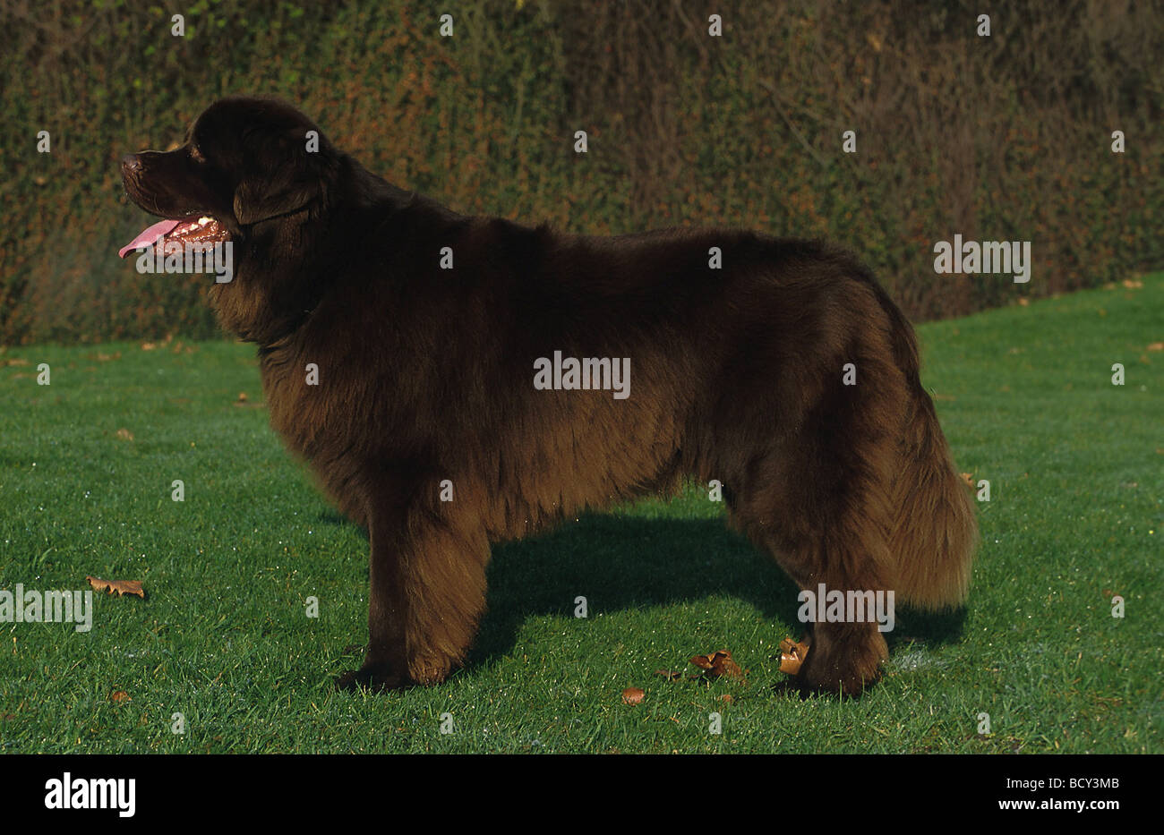 dog sitting on stone Stock Photo - Alamy