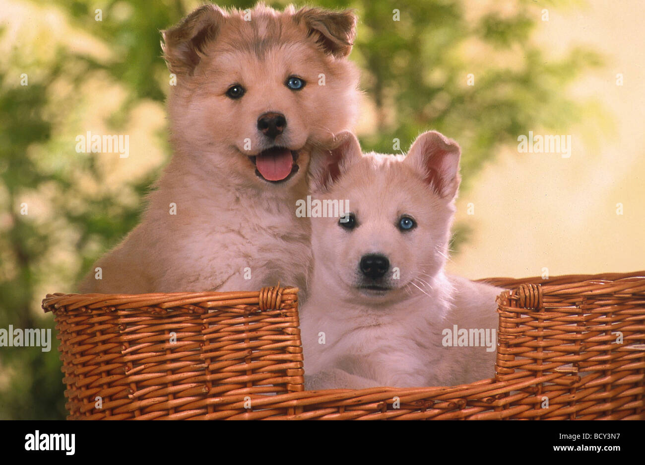 two Husky puppies in basekt Stock Photo - Alamy