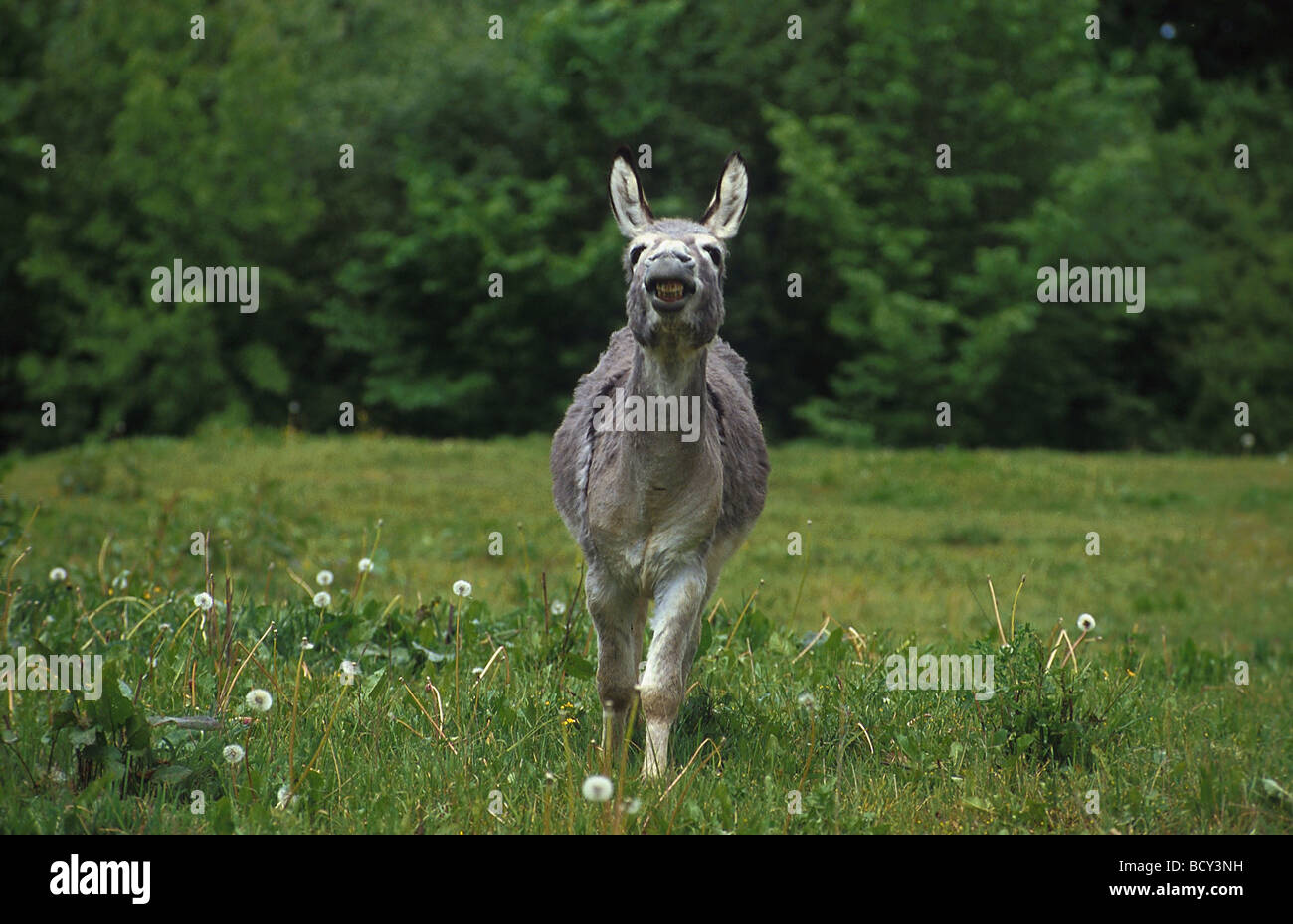 equus asinus / donkey , burro Stock Photo - Alamy