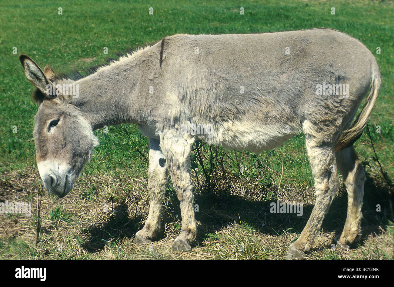 equus asinus / donkey , burro Stock Photo - Alamy