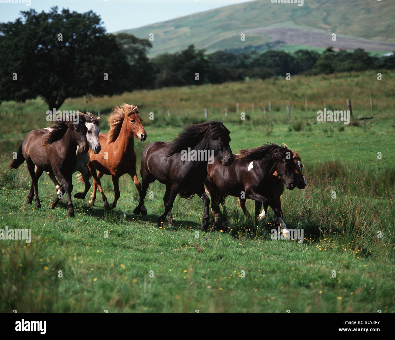Six horses running hi-res stock photography and images - Alamy