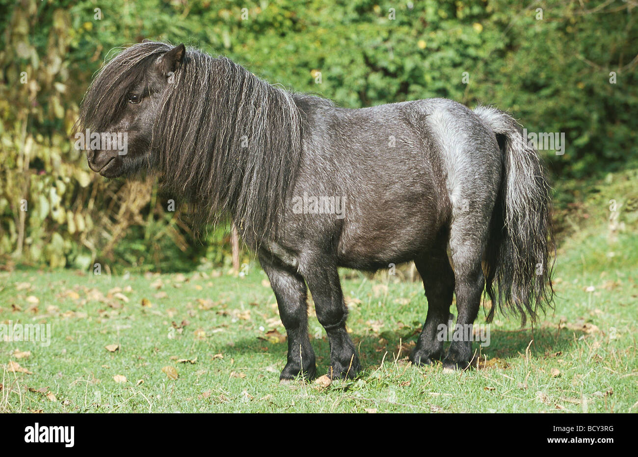 Shetland Pony / Mini Shetland Pony Stock Photo - Alamy