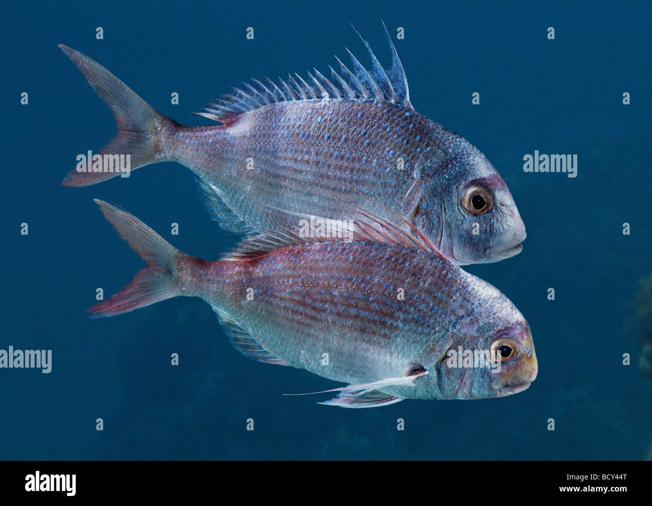 sparus auratus / gilthead seabream Stock Photo - Alamy