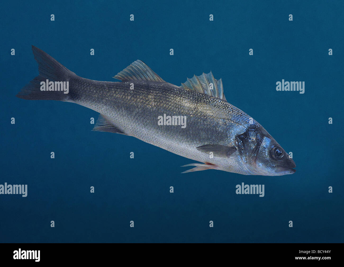 dicentrarchus labrax , roccus labrax , morone labrax / sea bass Stock ...