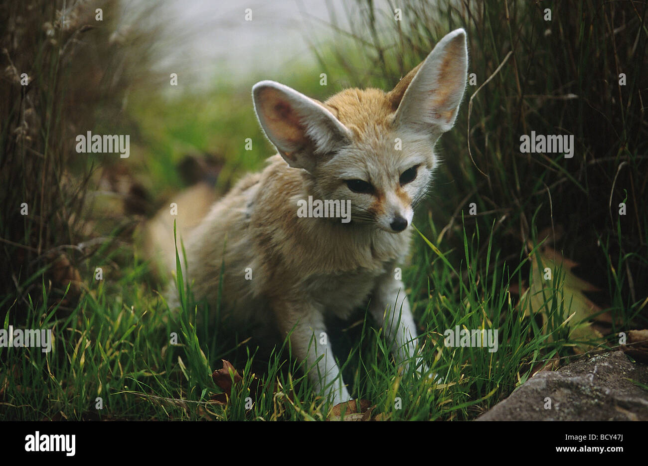 fennecus zerda / fennec fox Stock Photo - Alamy