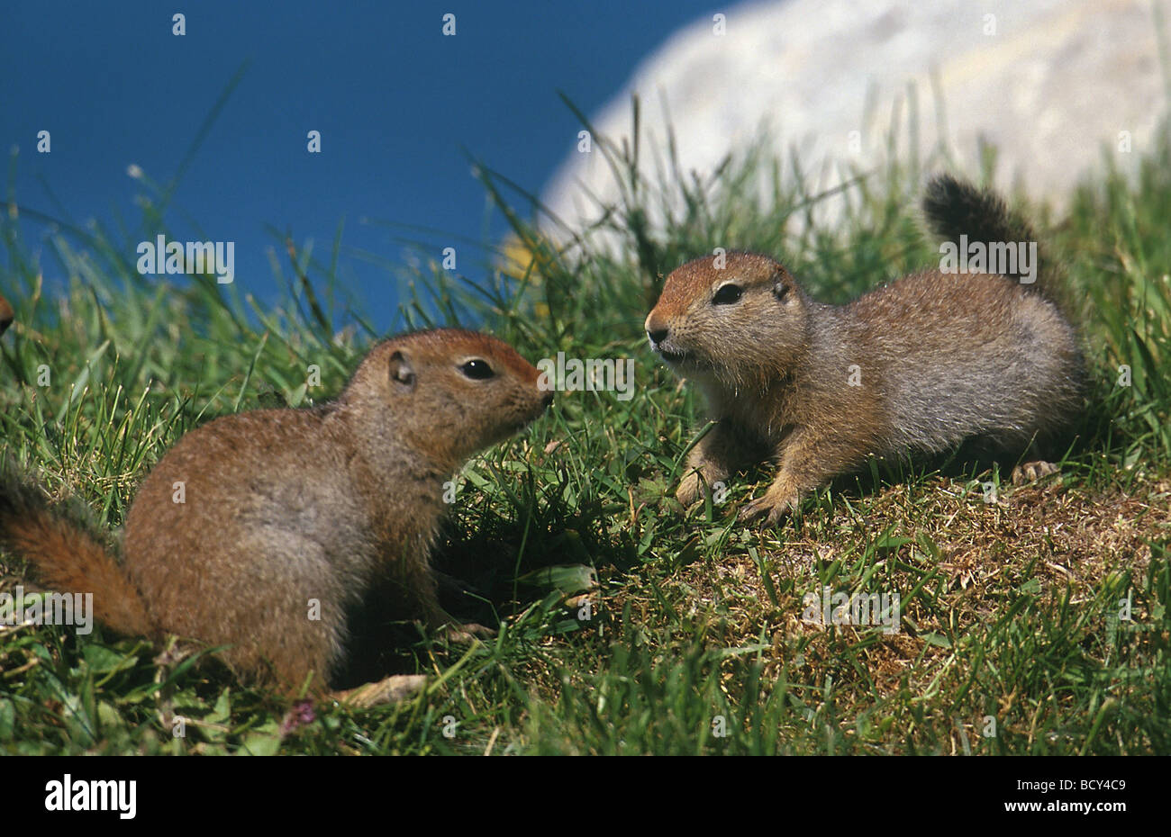 Spermophilus parryi hi-res stock photography and images - Alamy