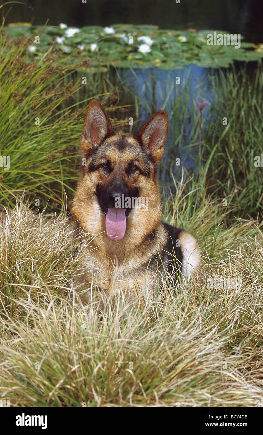 Shepherds pool hi-res stock photography and images - Alamy