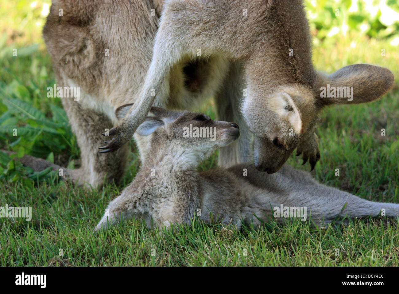 AUSTRALIAN KANGAROO WITH BABY JOEY A Stock Photo - Alamy