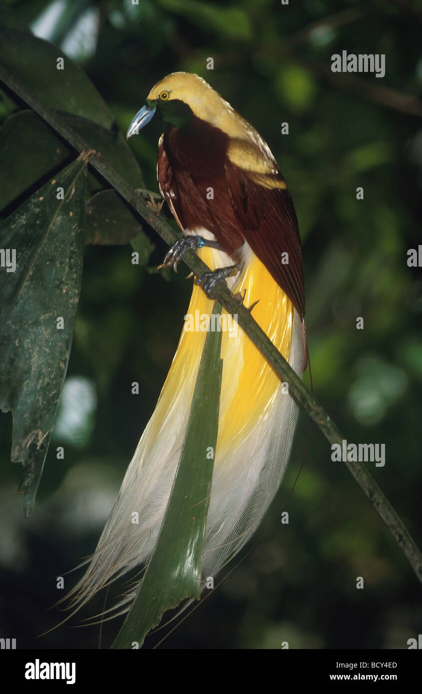 Raggiana Bird of Paradise (Paradisaea raggiana). Male perched on a ...