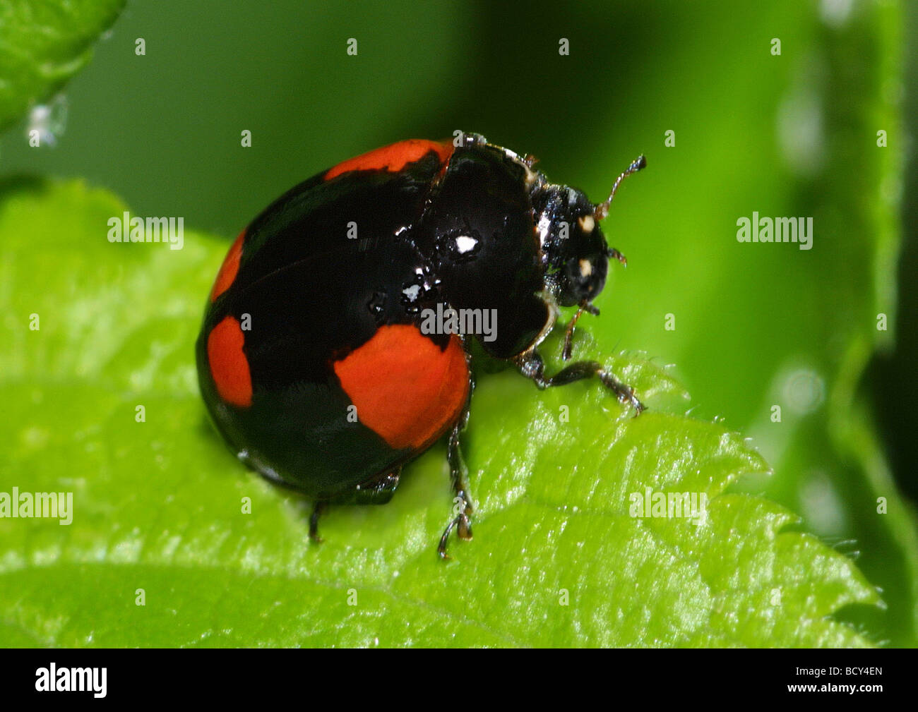 adalia bipunctata / two-spot ladybird Stock Photo - Alamy