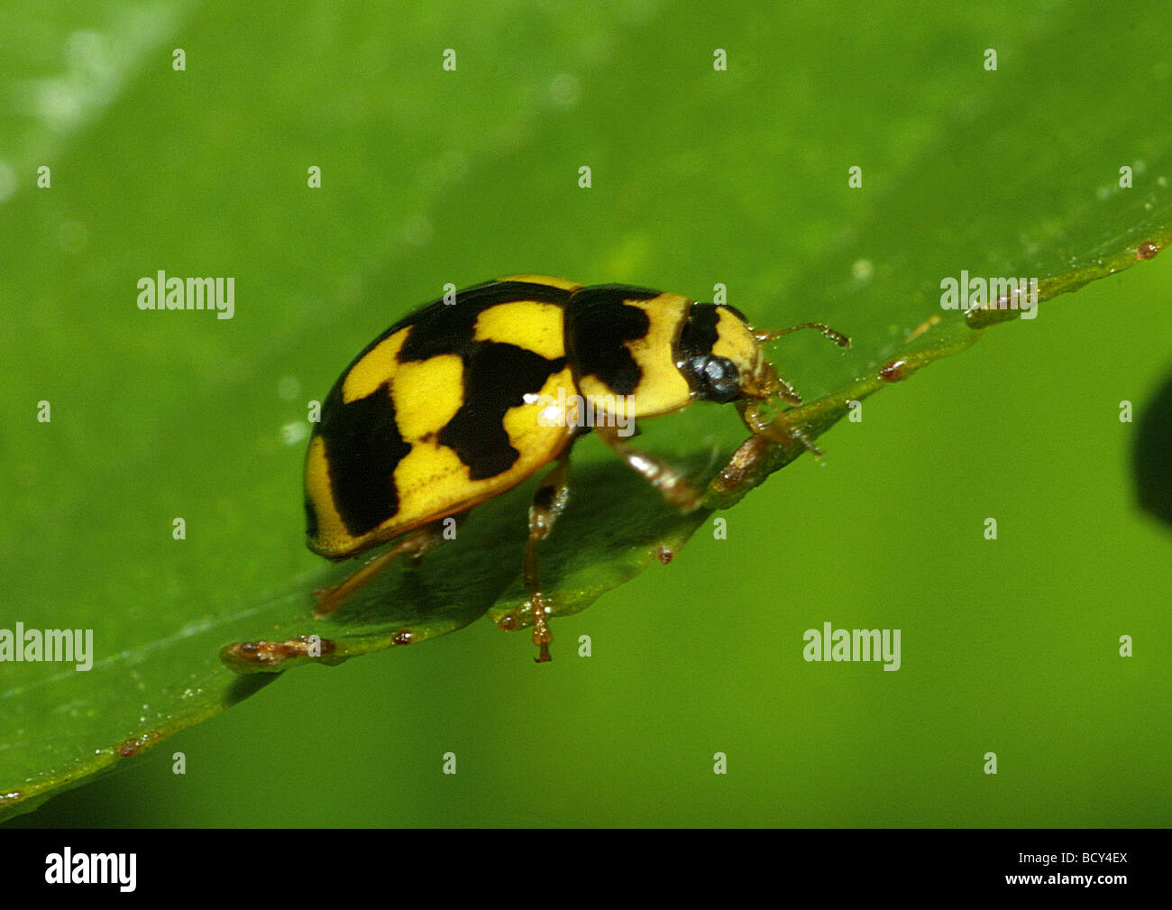 Fourteen hi-res stock photography and images - Alamy