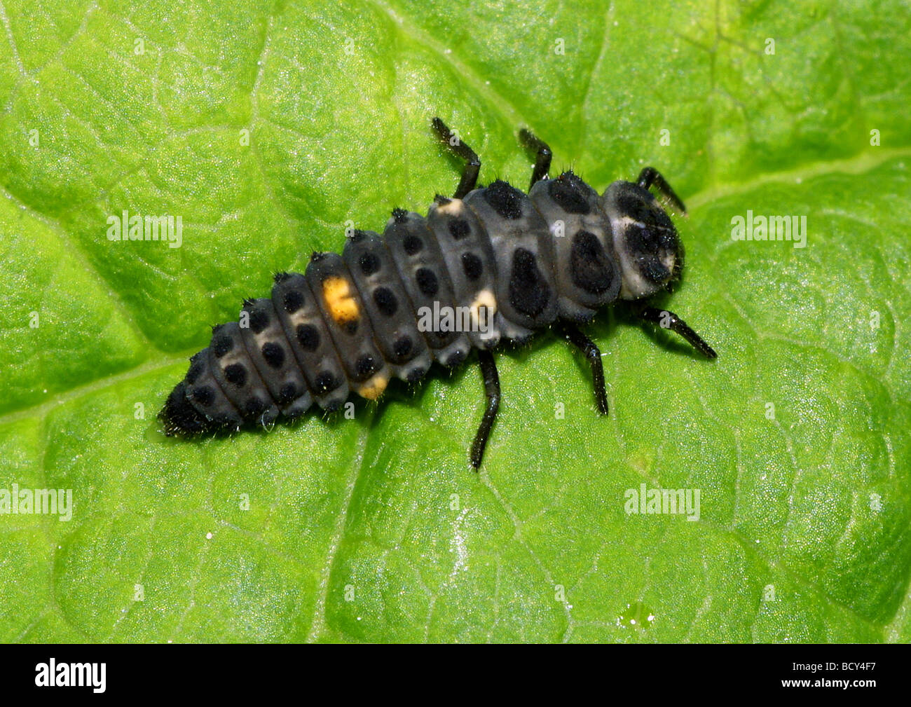 adalia bipunctata / two-spot ladybird Stock Photo - Alamy