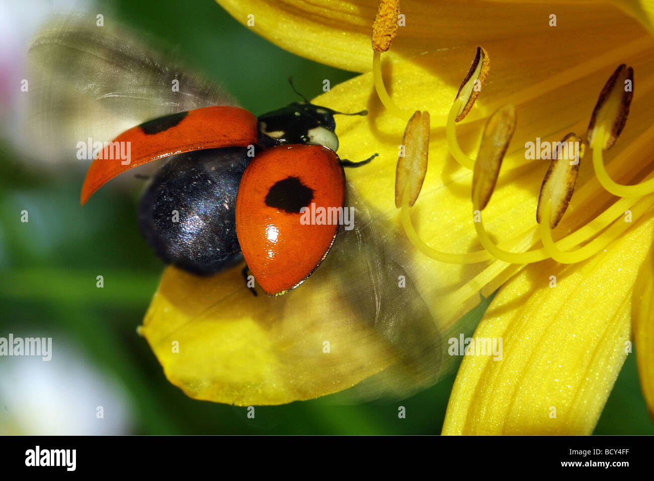 Two-spotted Ladybird, Two-spotted Lady Beetle (Adalia bipunctata) on a ...