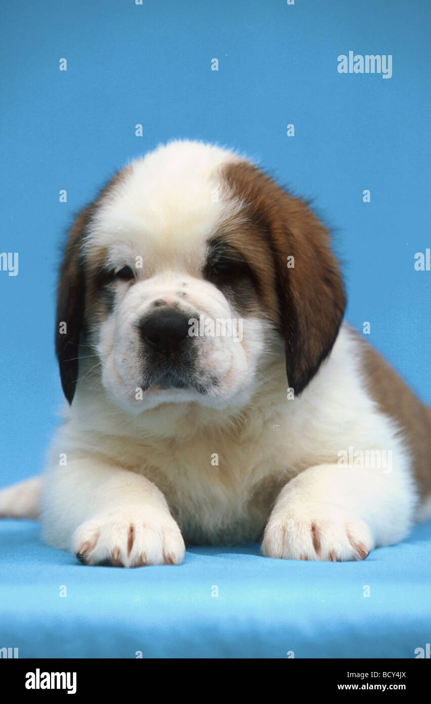 Bernhard dogs hi-res stock photography and images - Alamy