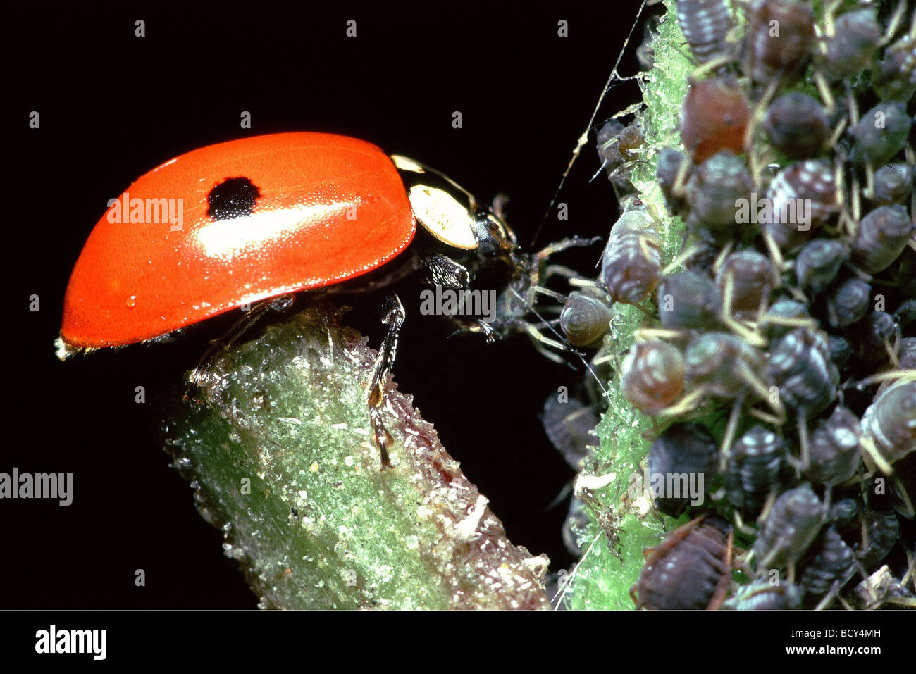 Aphids ladybird hi-res stock photography and images - Alamy Aphids ladybird hi-res stock photography and images - Alamy