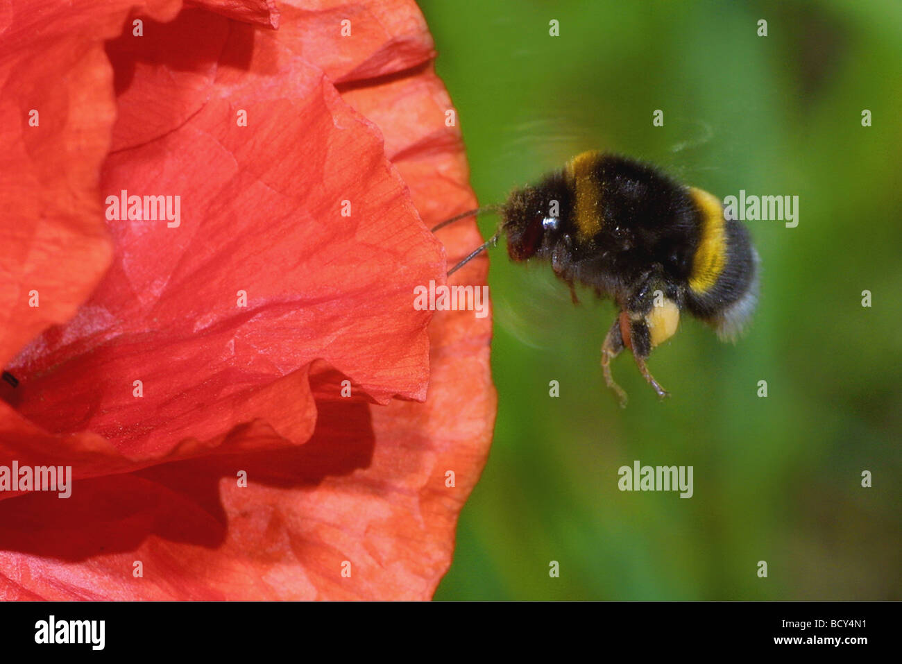 Bumblebee front hi-res stock photography and images - Alamy