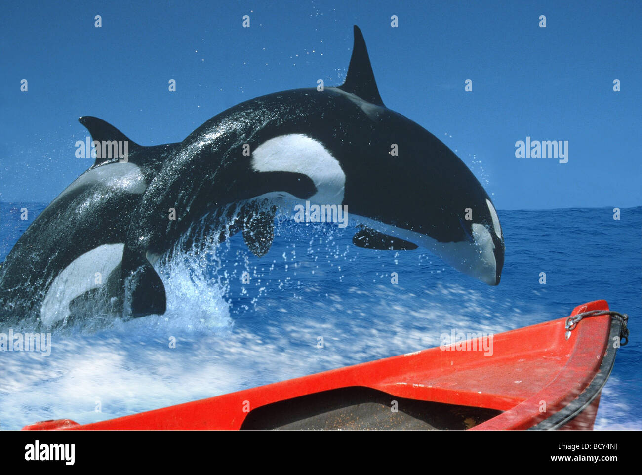 jumping orca / killer whale / Orcinus orca Stock Photo - Alamy