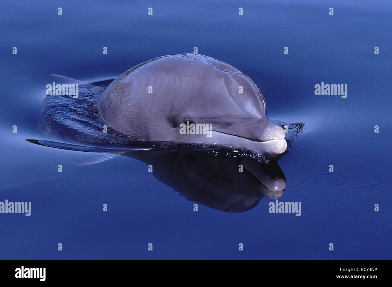 bottle nose dolphin / tursiops truncatos Stock Photo - Alamy