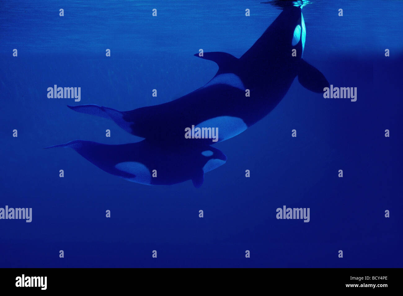 Killer whales with cub hi-res stock photography and images - Alamy