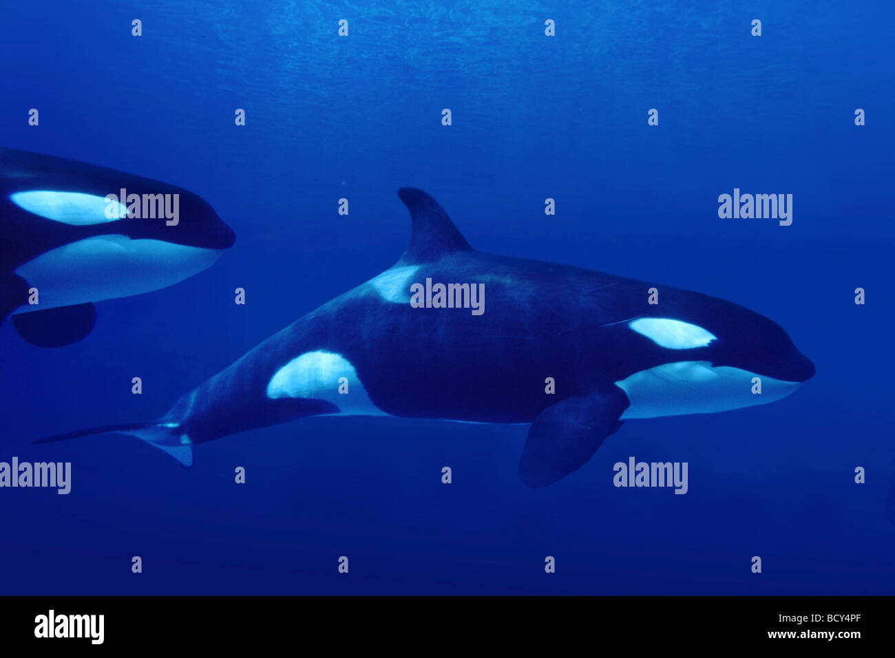 Orcinus orca / Killer whale Stock Photo - Alamy
