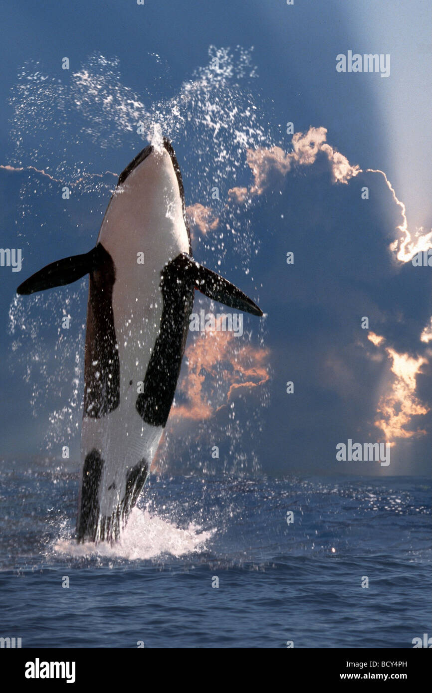 Killer whale, Orca (Orcinus orca), breaching Stock Photo - Alamy