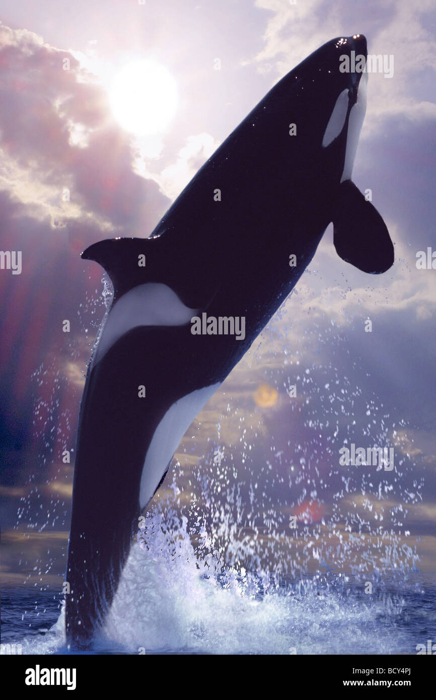 Giant Killer Fish Movie