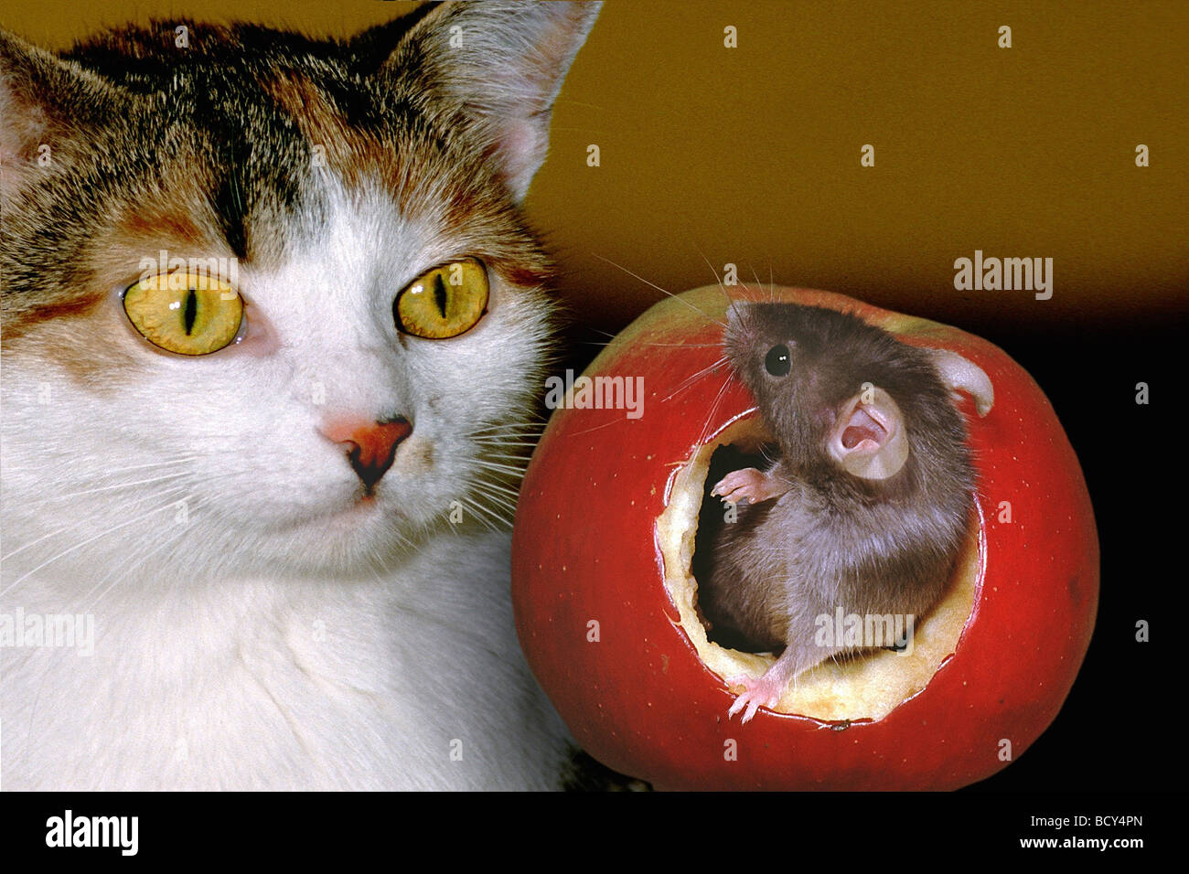 cat and mouse Stock Photo - Alamy