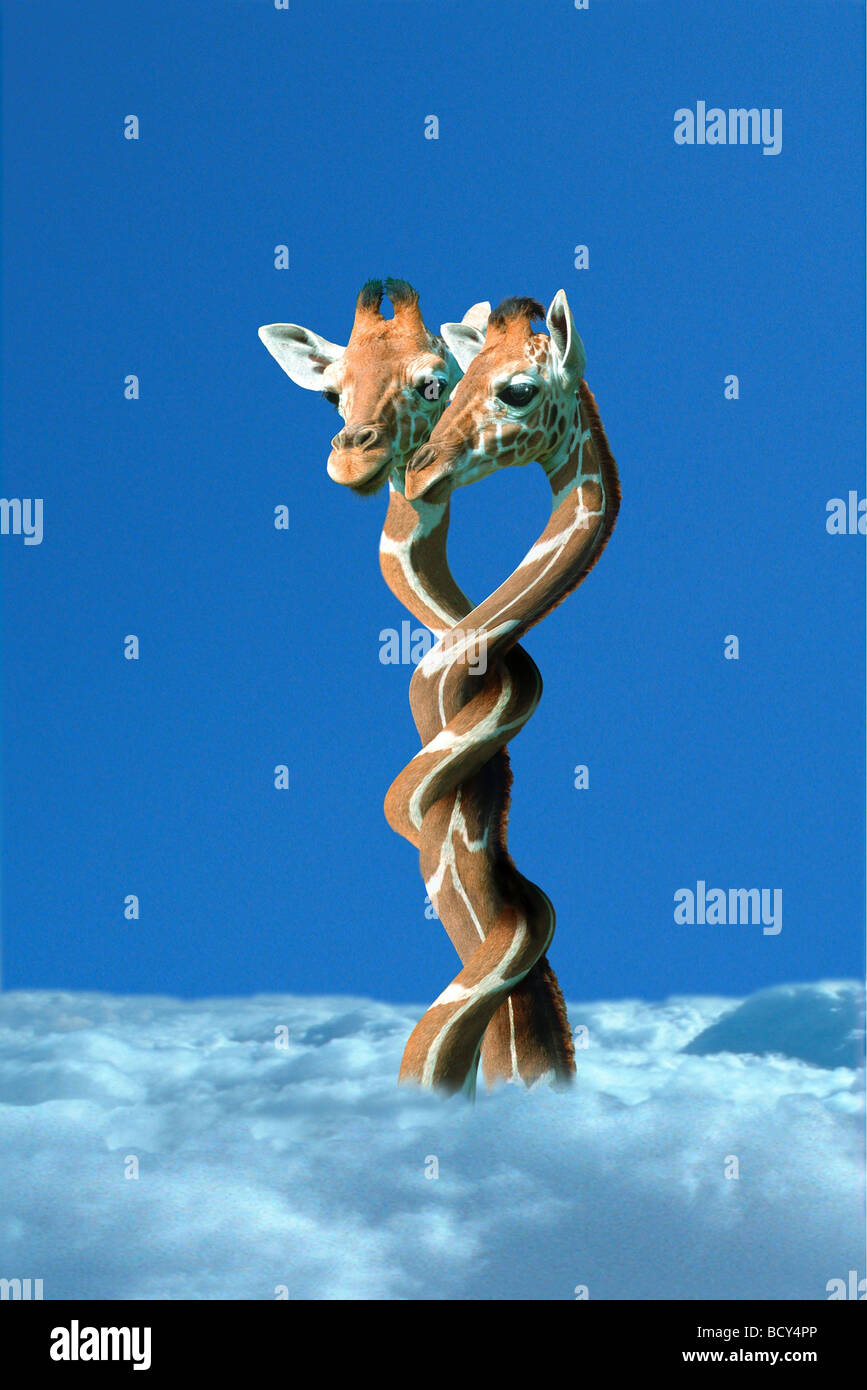 Twisted necks hi-res stock photography and images - Alamy