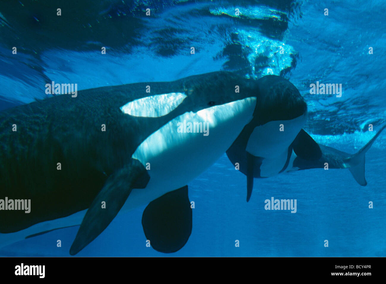 Orca, Killer Whale (Orcinus orca). Mother and young smooching under ...