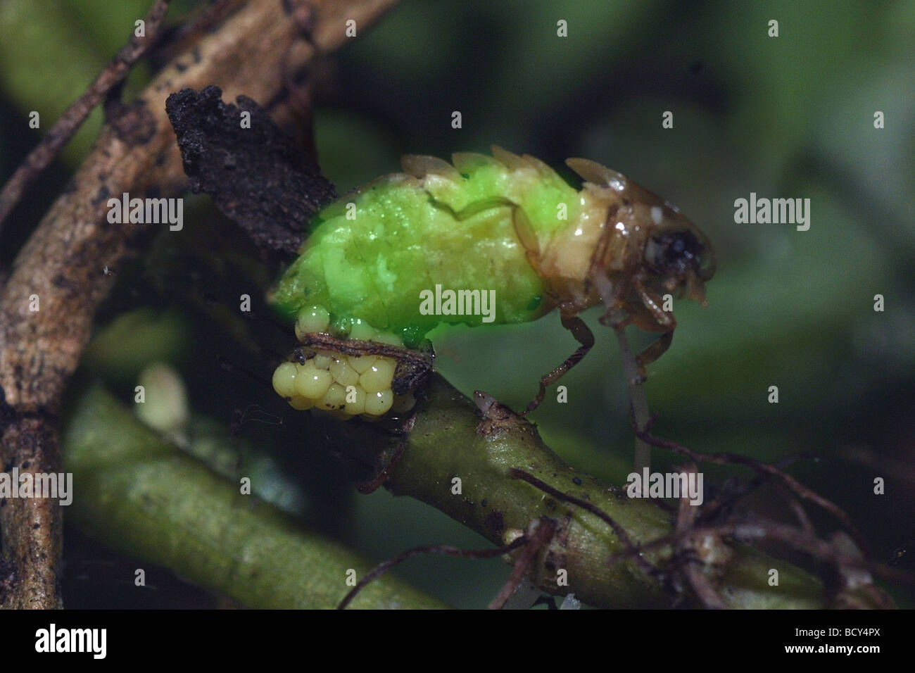 Lesser glow-worm (Lamprohiza splendidula, Phausis splendidula), female ...