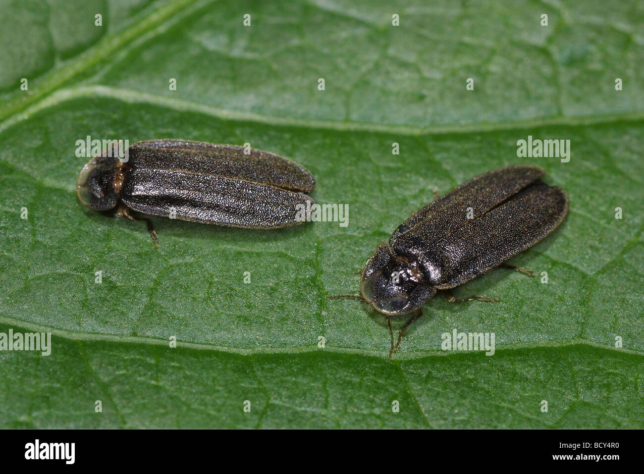 Lightning bugs hi-res stock photography and images - Alamy